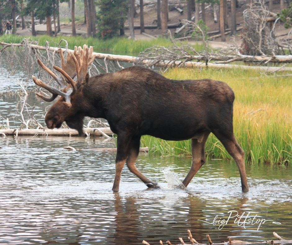 A day at Rocky Mountain National Park - BIGPITTSTOP